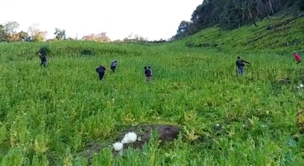 How Poppy Cultivation in Manipur Fuels Armed Conflict, Ethnic Tensions ...