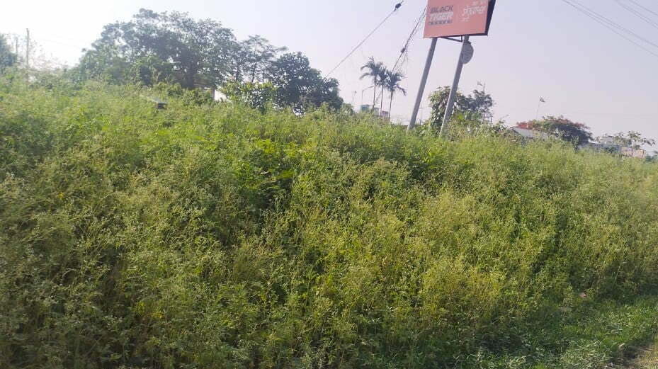 AIMS flags up dangers of widespread Congress grass in Manipur - The ...