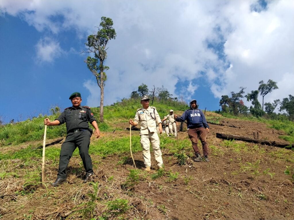 Poppy Cultivation Destroyed At Shiri Hill Range of Ukhrul - The ...