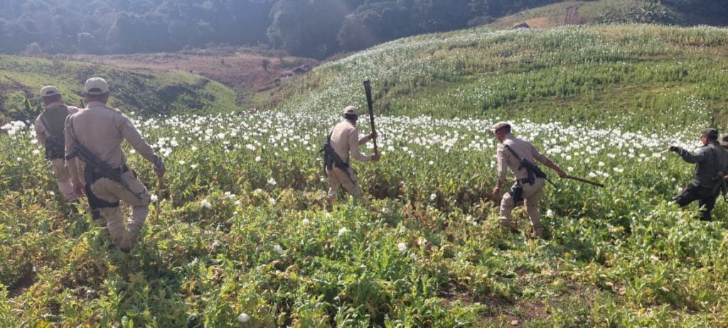 Ukhrul Police Destroy Poppy Plantation At Tora-Champhung Hill Range ...